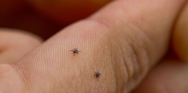 Maladie de lyme : Prenez garde aux piqûres de tiques ! – Ville de Bruay ...